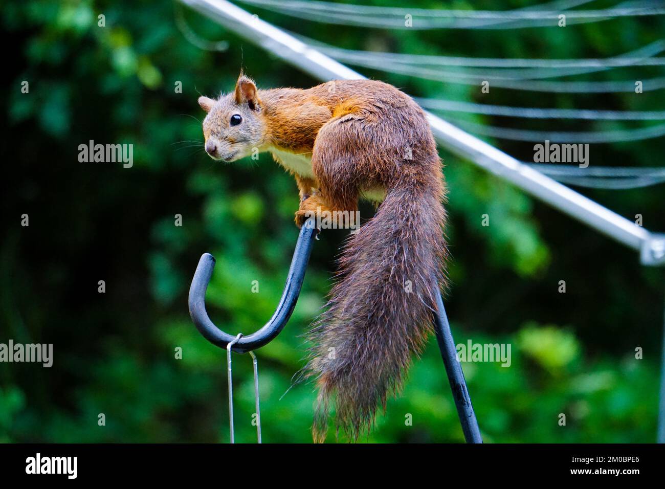 Close-up of squirrel climbing on metal post Stock Photo - Alamy