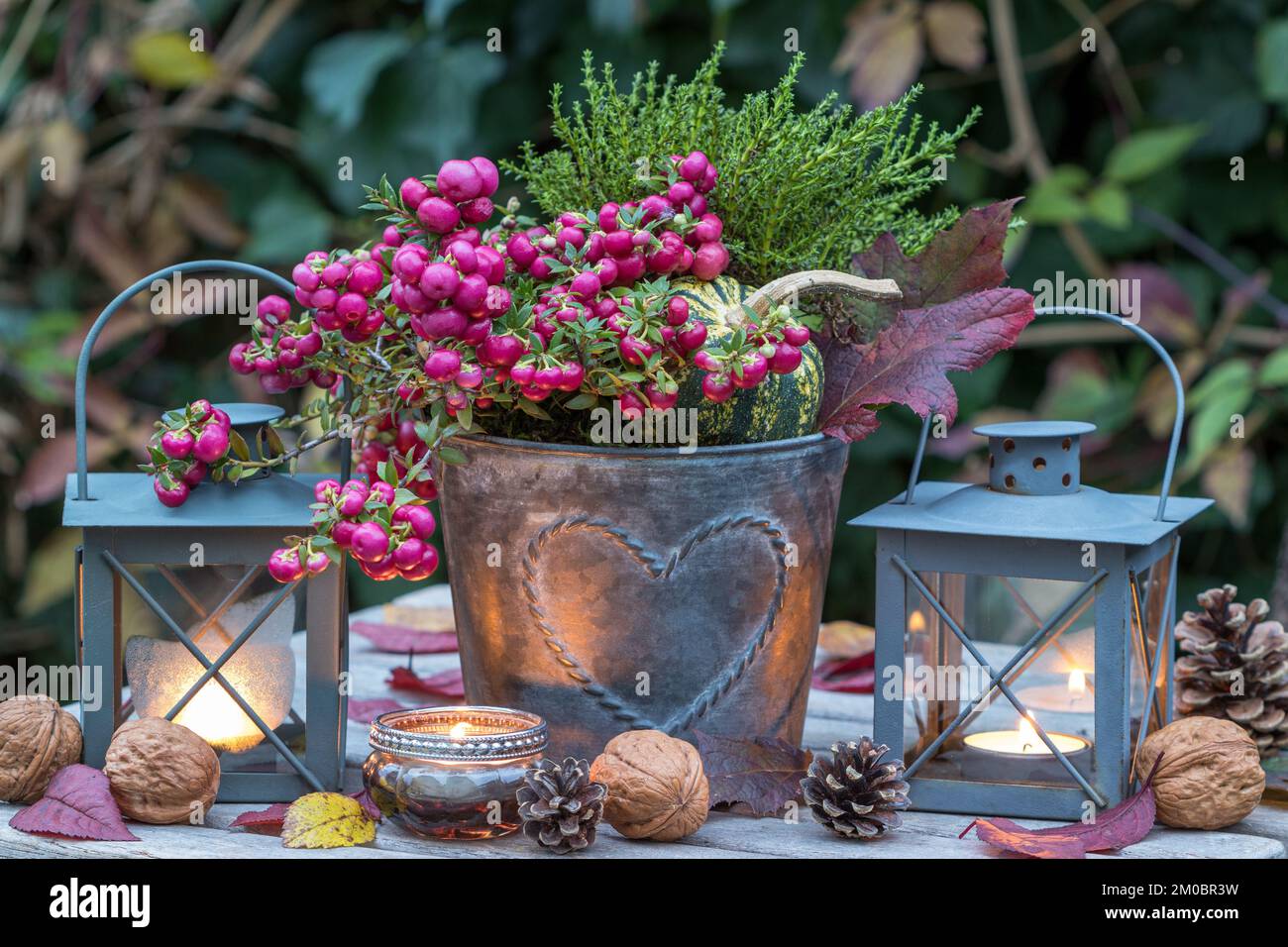 garden arrangement with pink prickly heath in zinc pot and lanterns ...