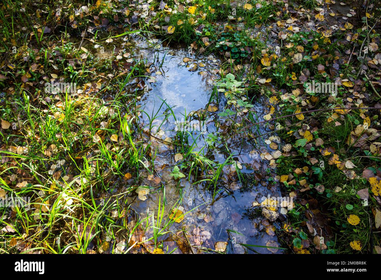 Water coming out of the ground at the source of the stream, marshy ...