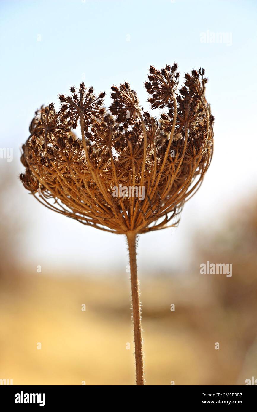 Close-up of a dry Queen Anne’s lace flower (daucus carota) in a blurred ...