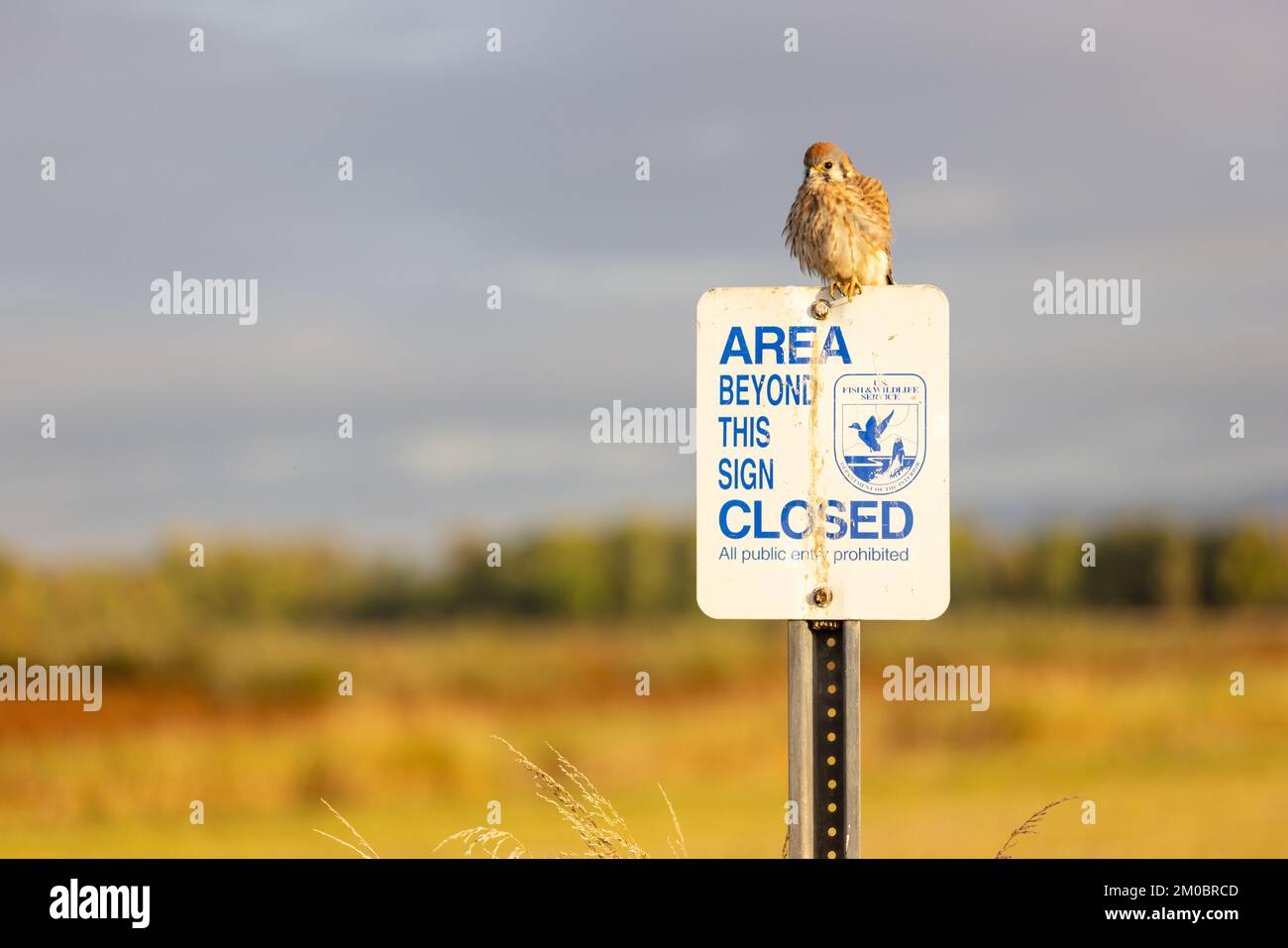 The view of an American kestrel perching on the national park warning ...