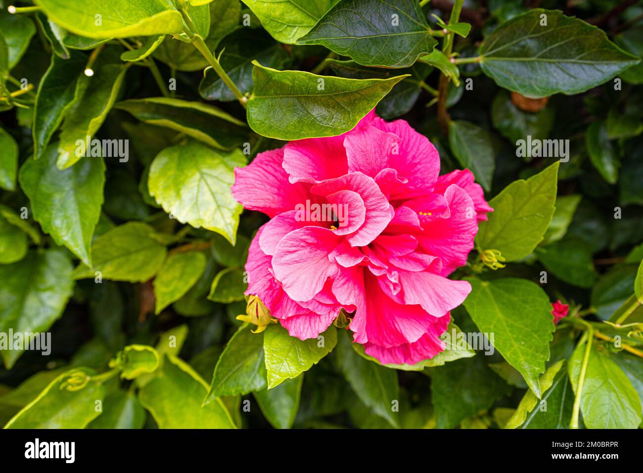 A variety of colorful flora on the island of Madeira. Beautifully ...