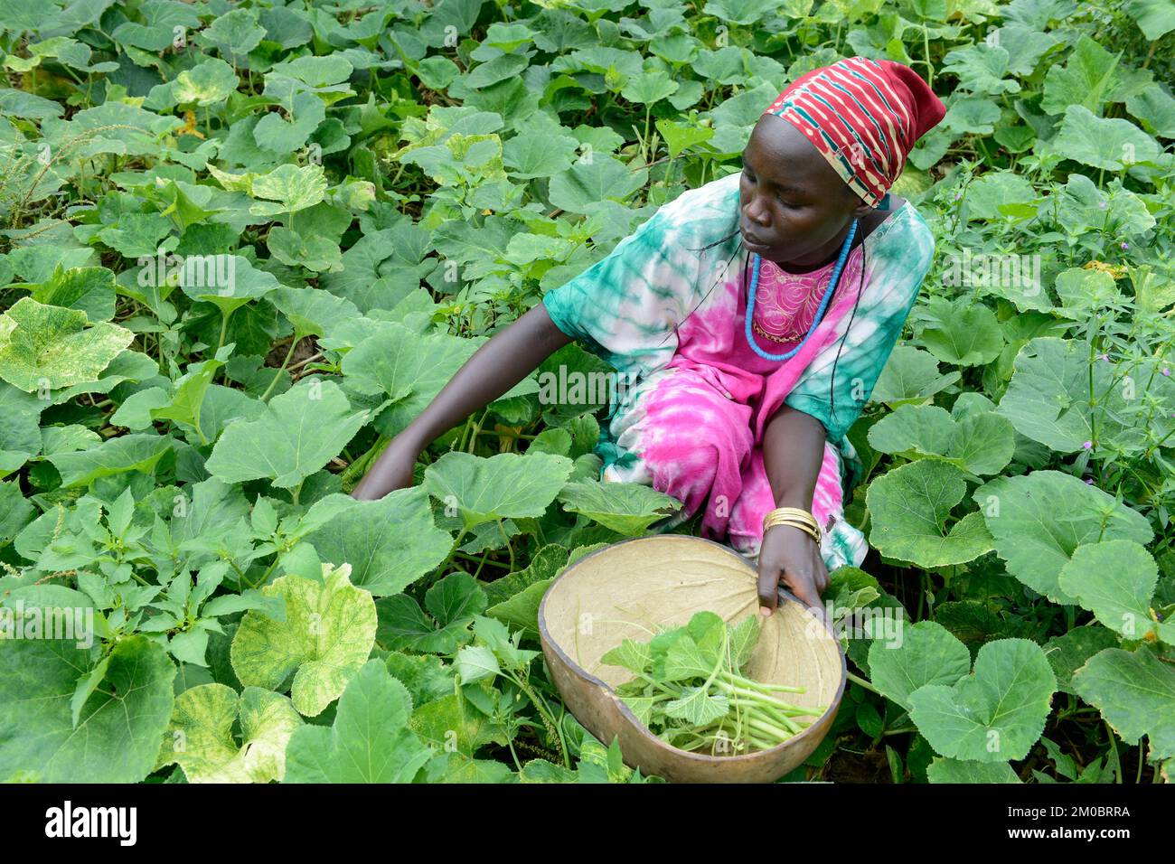ETHIOPIA, Gambela, Dorf GOG DIPACH, Anuak ethnic group, woman harvest ...