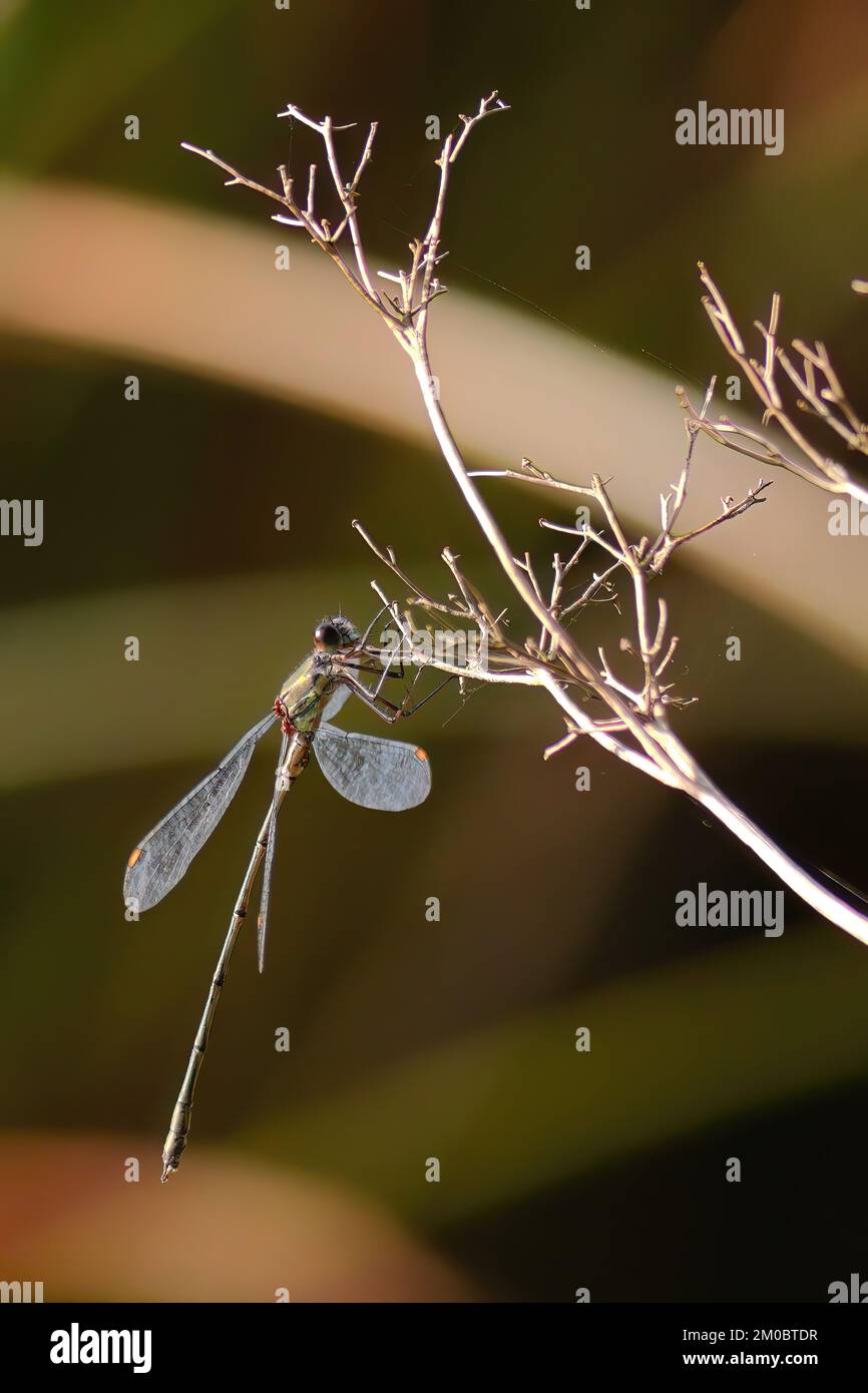 Dragonfly in habitat hi-res stock photography and images - Alamy