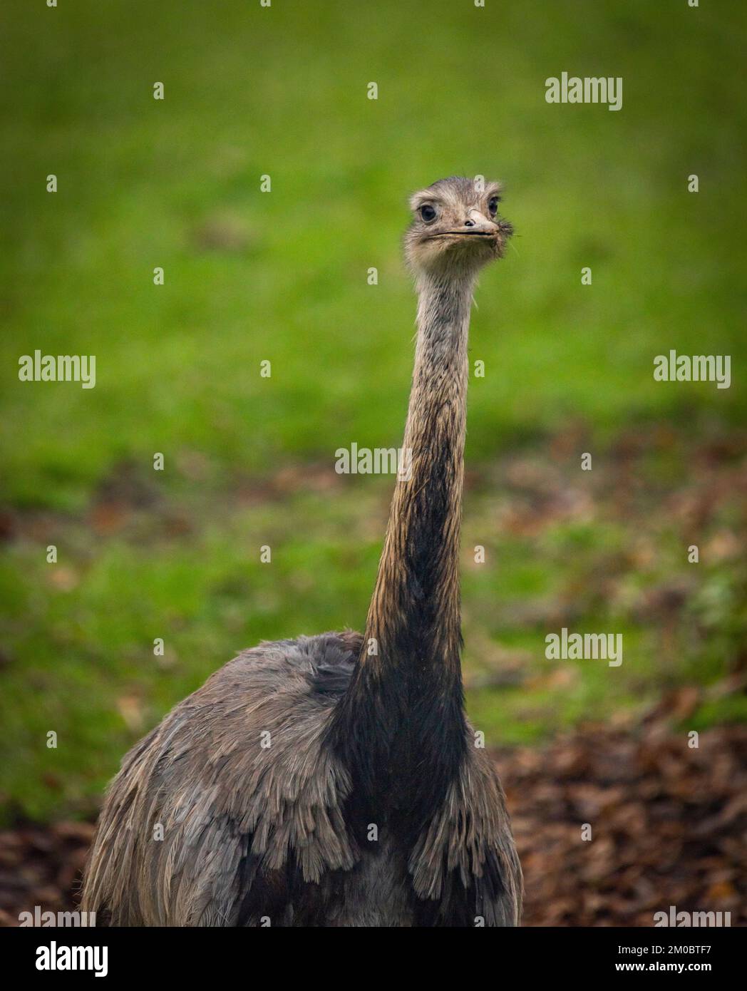 Rhea farming hi-res stock photography and images - Alamy