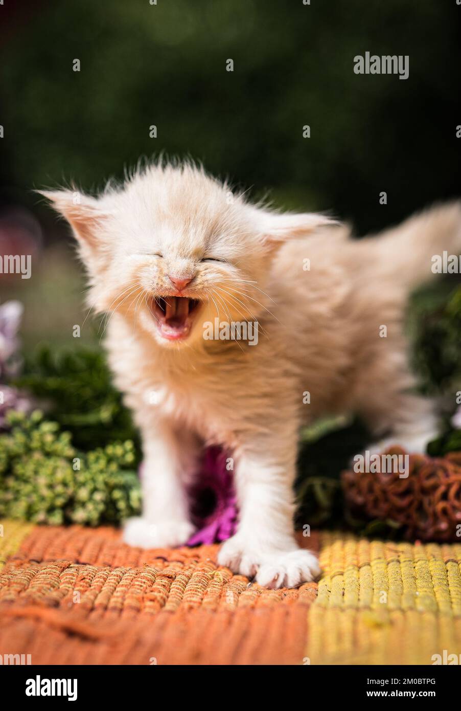 A Maine Coon cat breed yawning with blur flowers background, vertical ...