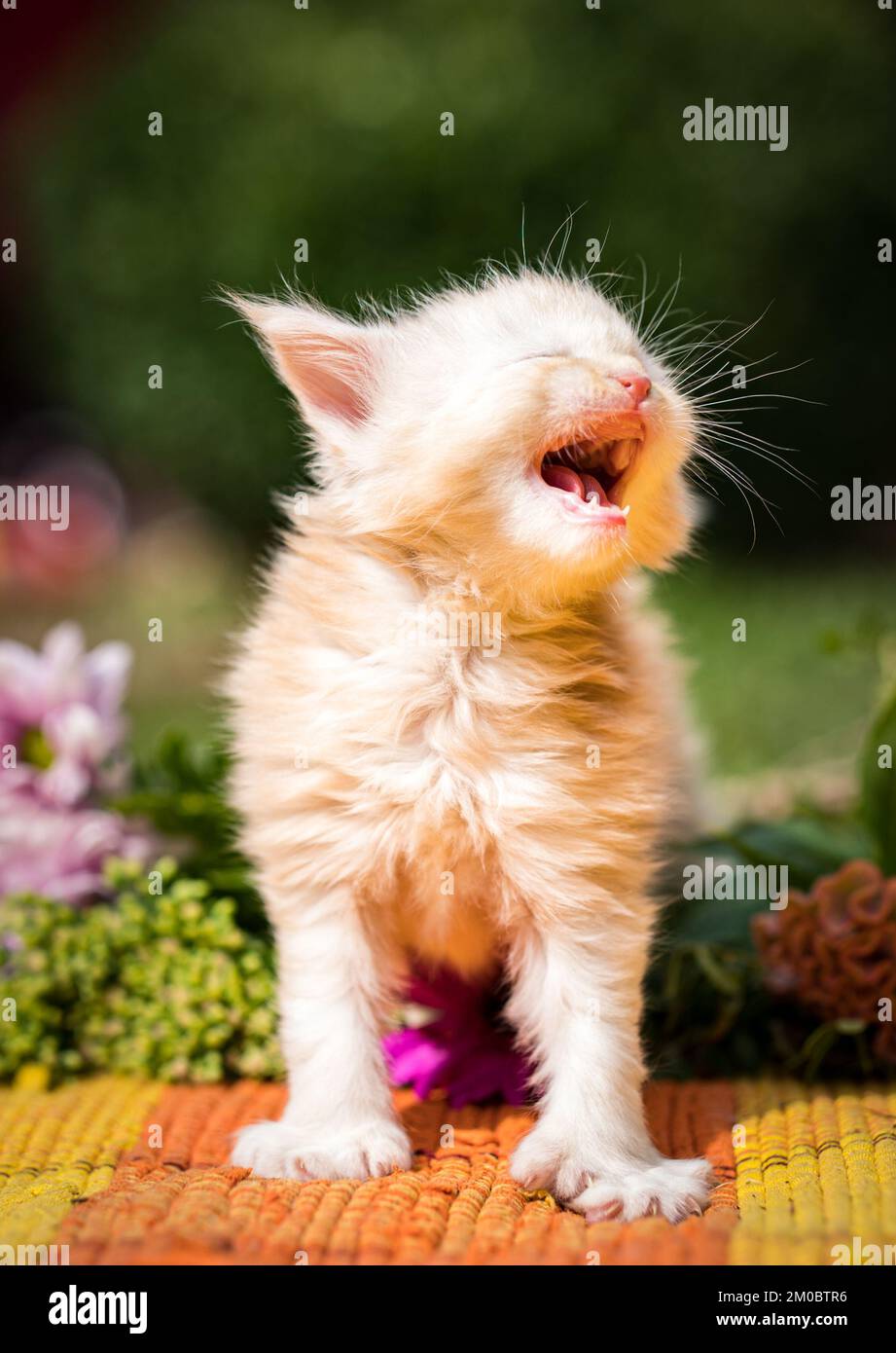 A vertical shot of the Maine Coon cat breed yawning with blur flowers ...