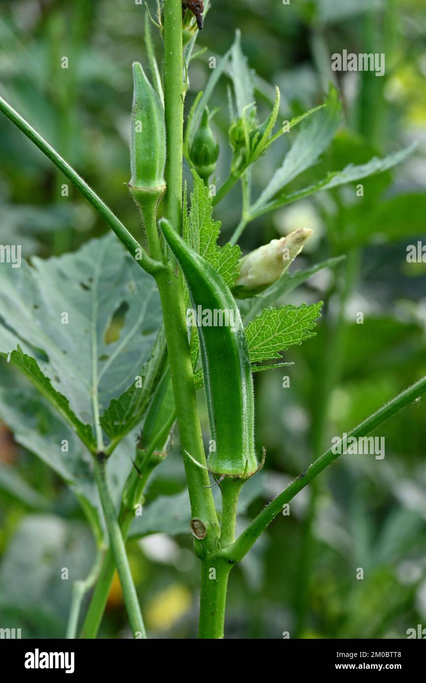Okras leaves hi-res stock photography and images - Alamy