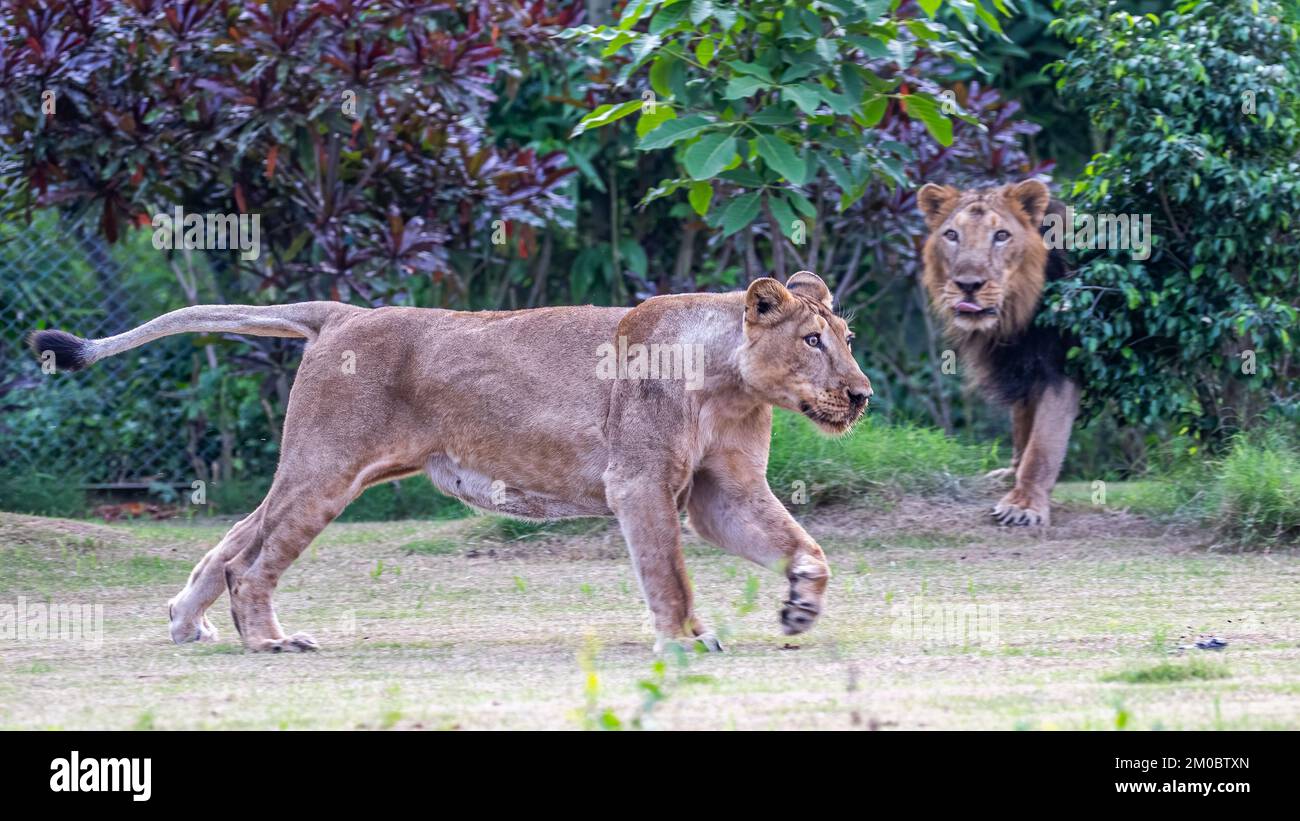A Lioness running while Lion watching it from a distance in a zoo Stock ...