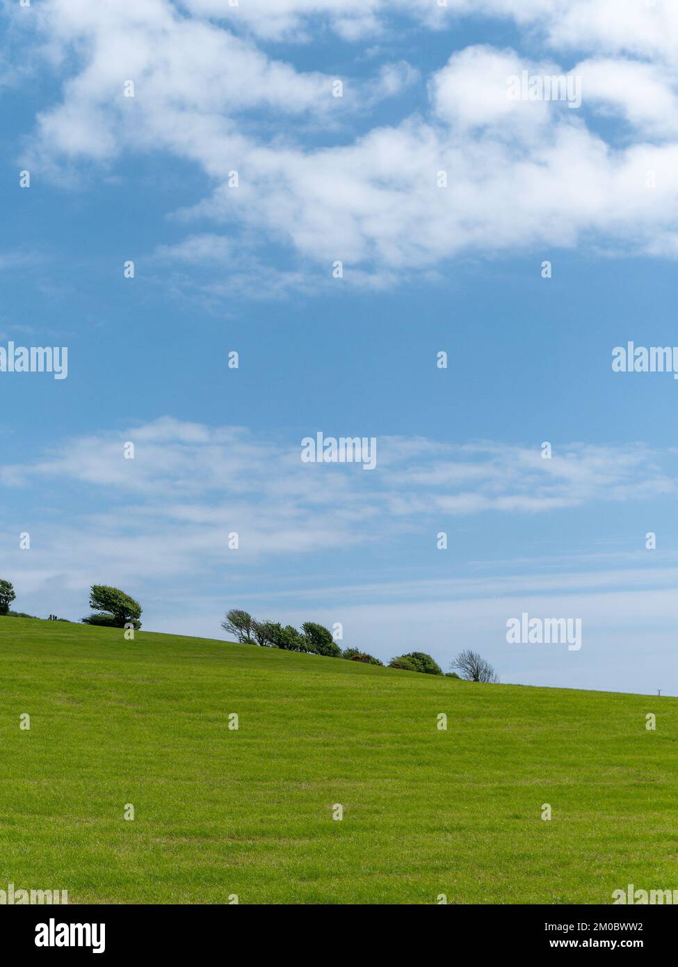 Beautiful trees grow on a green hill under a clear blue sky ...