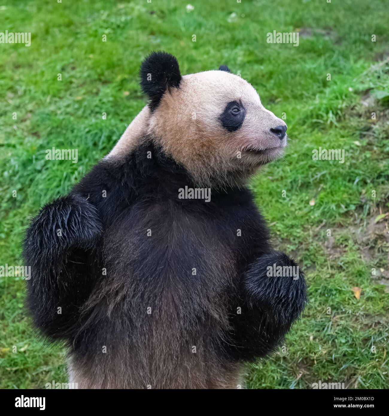 A giant panda standing on the grass, portrait Stock Photo - Alamy