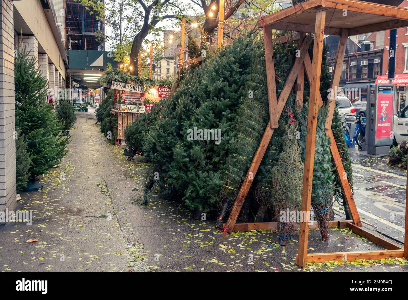 Christmas tree seller’s forest in the Chelsea neighborhood of New York ...