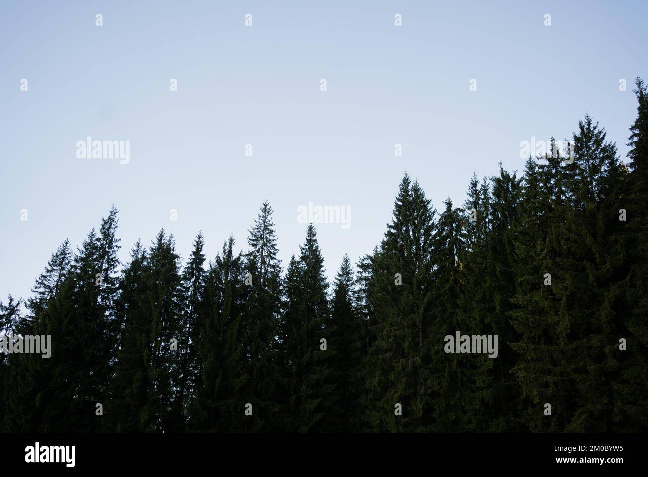 atmosphere of the evening in dark forest. High firs and pines on sky ...