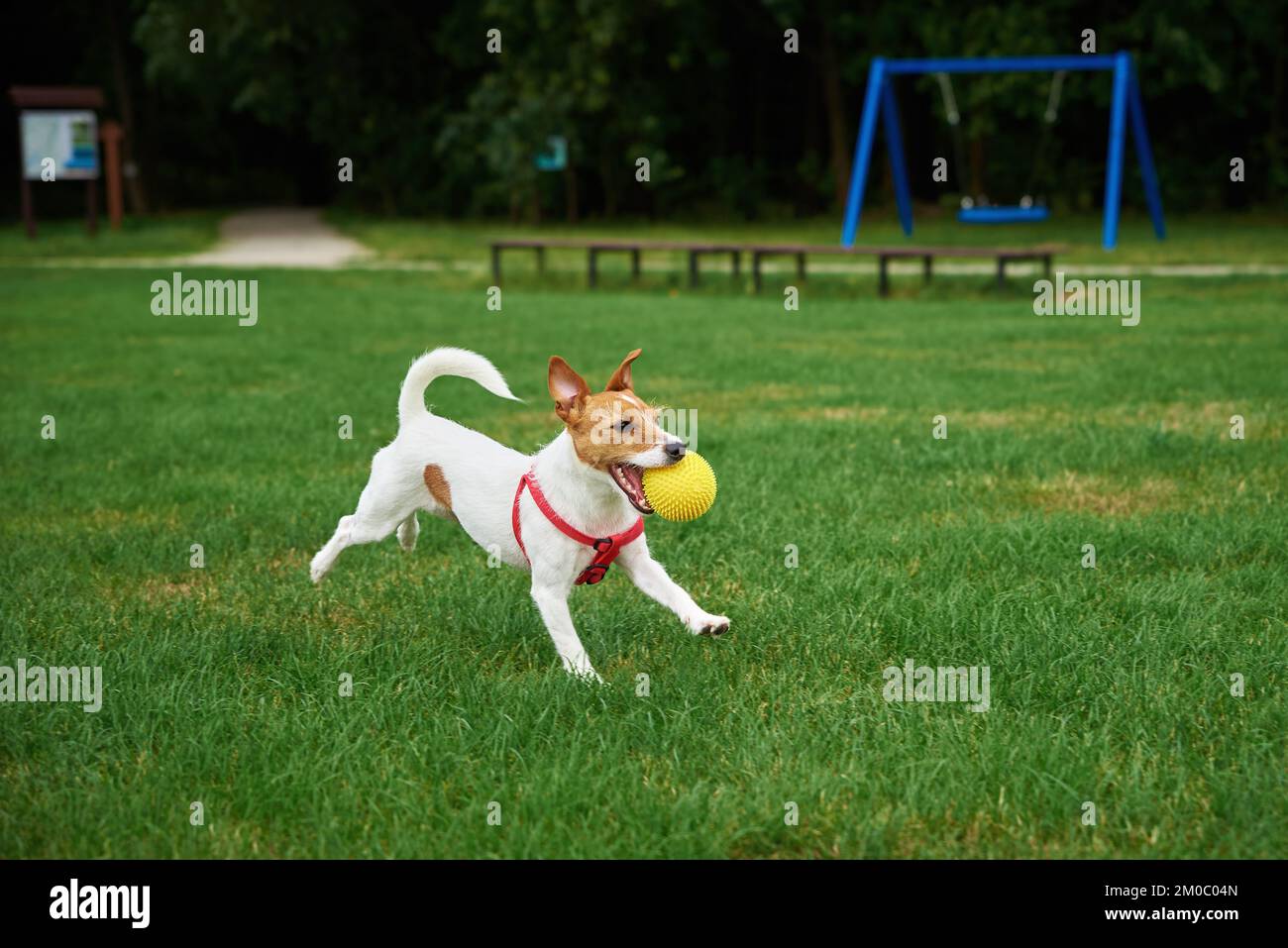 Cute active dog running at green grass, playing with toy ball. Active ...