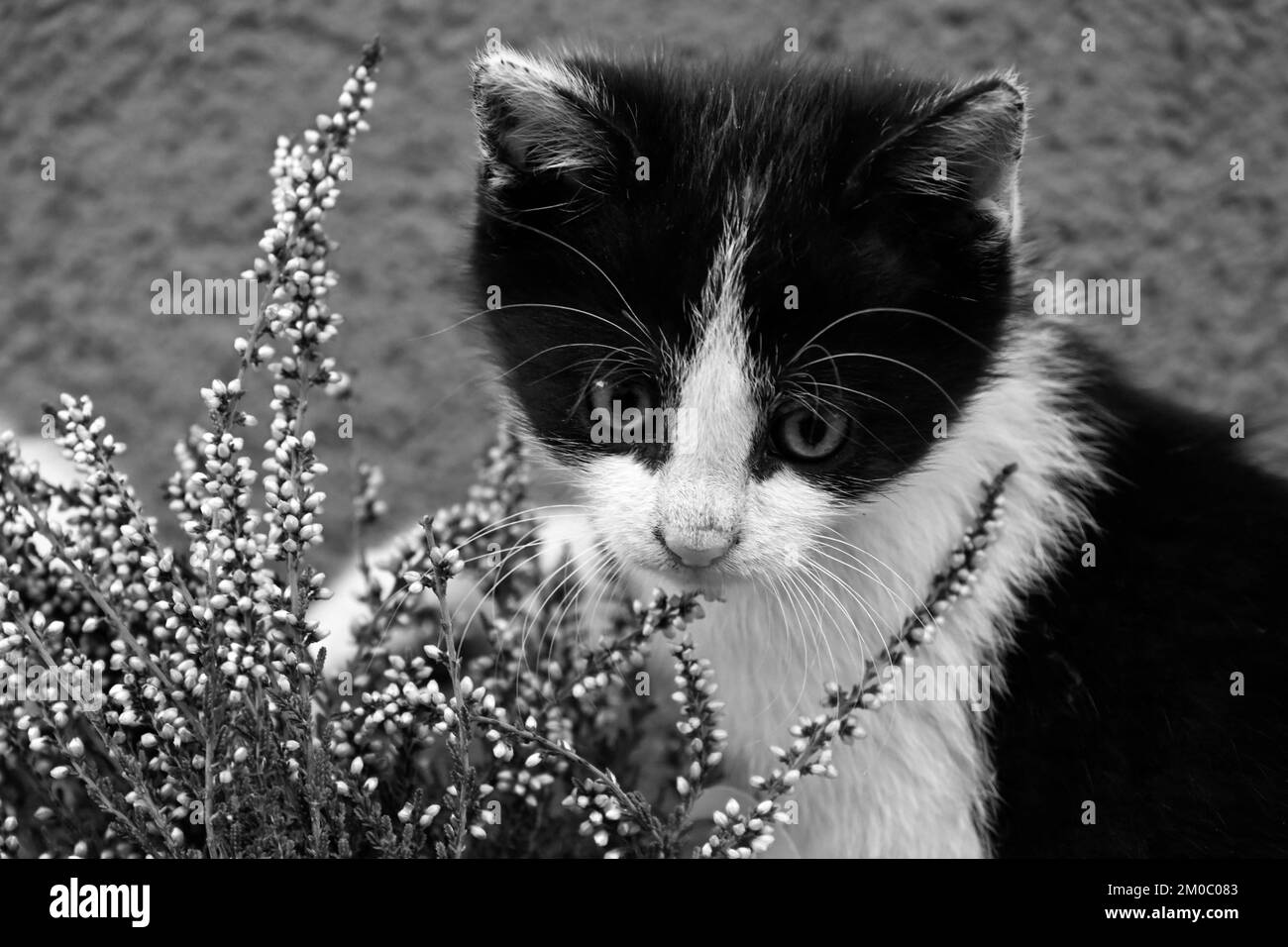 Kitten playing outside in black and white Stock Photo - Alamy