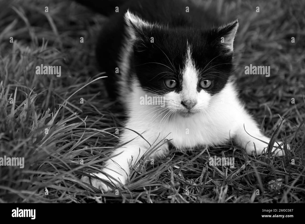 Kitten playing outside in black and white Stock Photo - Alamy