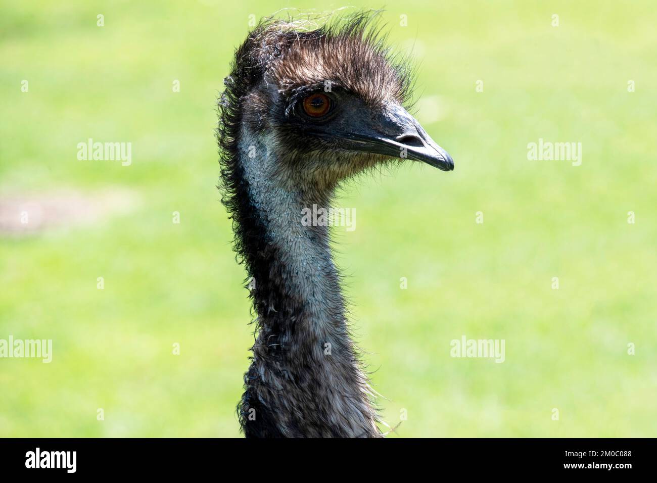 Ratites hi-res stock photography and images - Alamy