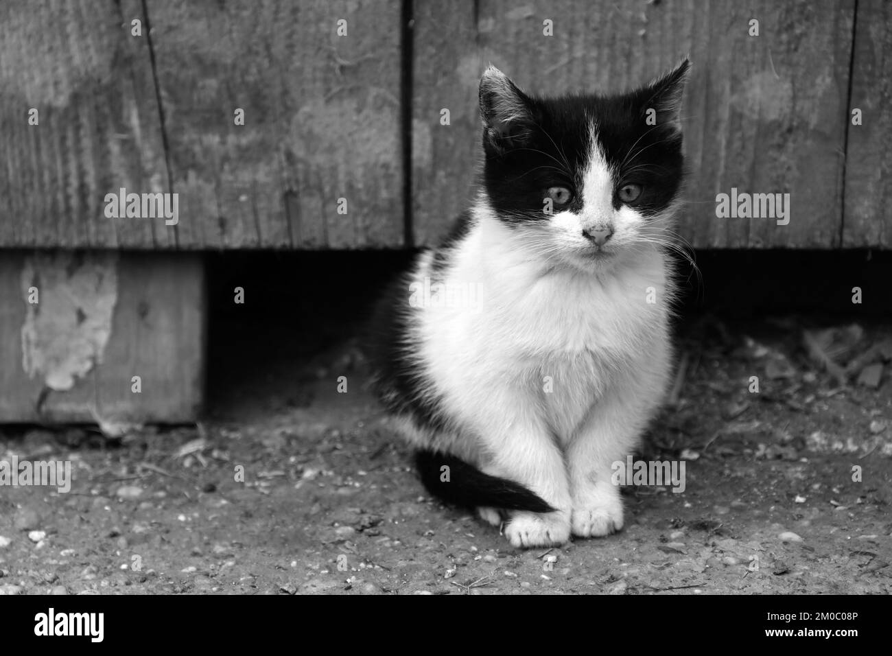 Kitten playing outside in black and white Stock Photo - Alamy