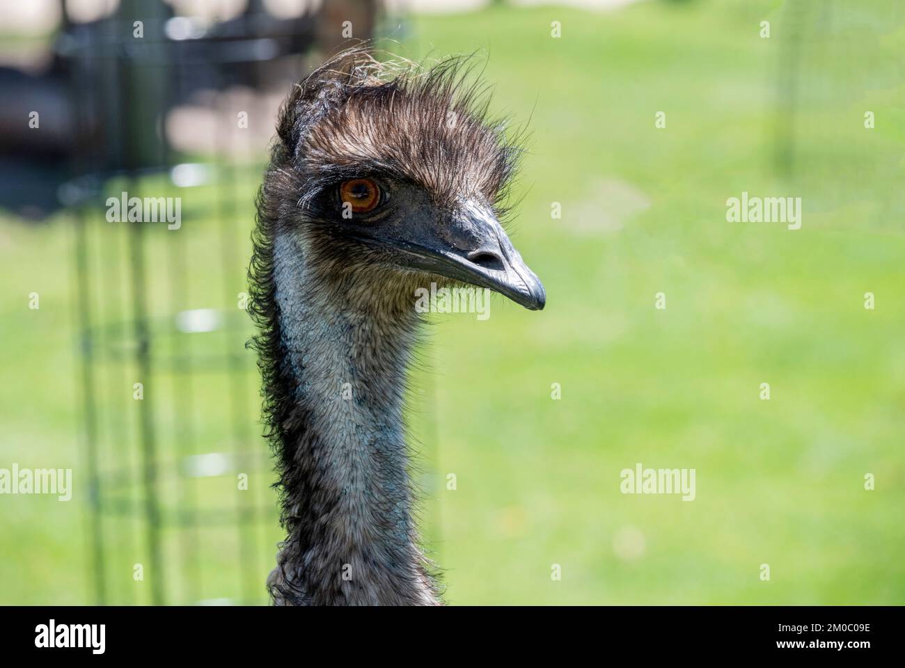 Close-up of the head of an Emu (Dromaius novaehollandia) at Sydney Zoo ...