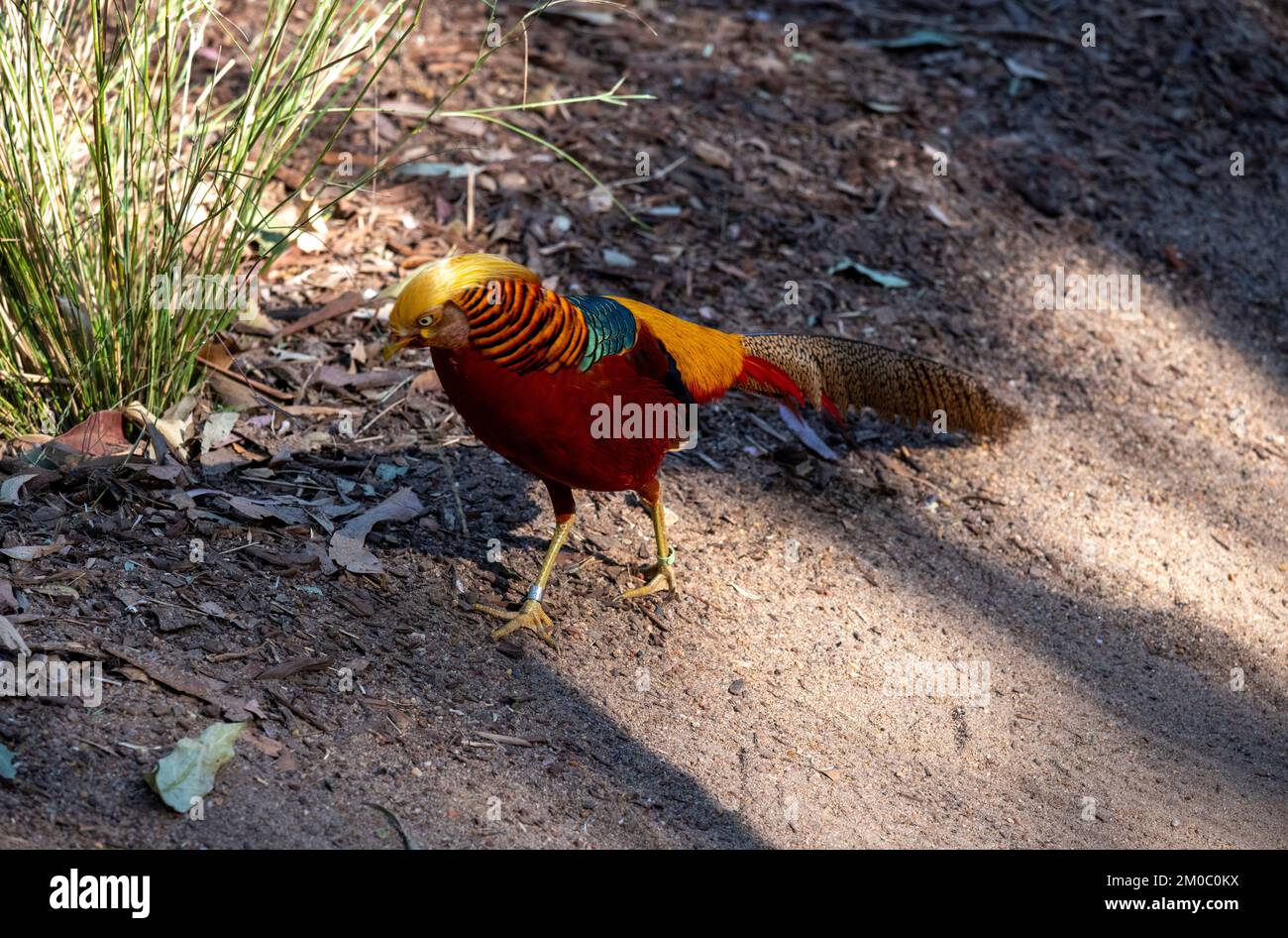 Close-up of an adult male Golden Pheasant (Chrysolophus pictus) at ...