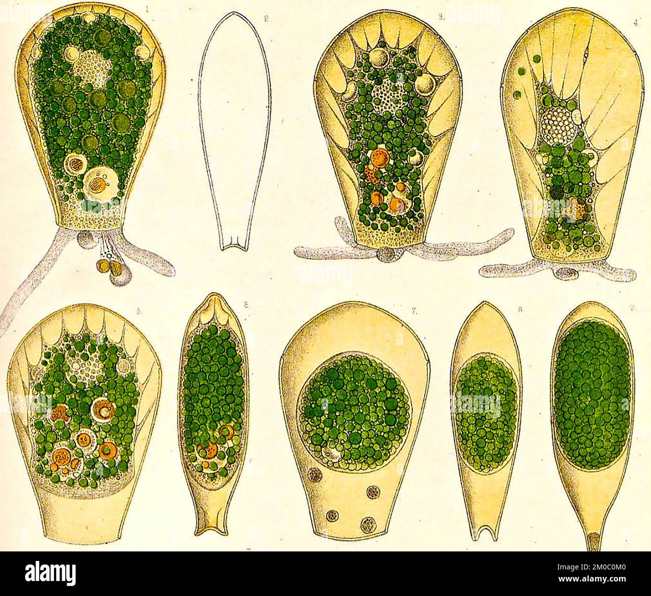 JOSEPH LEIDY (1823-1891) American biologist. Section of one of the ...
