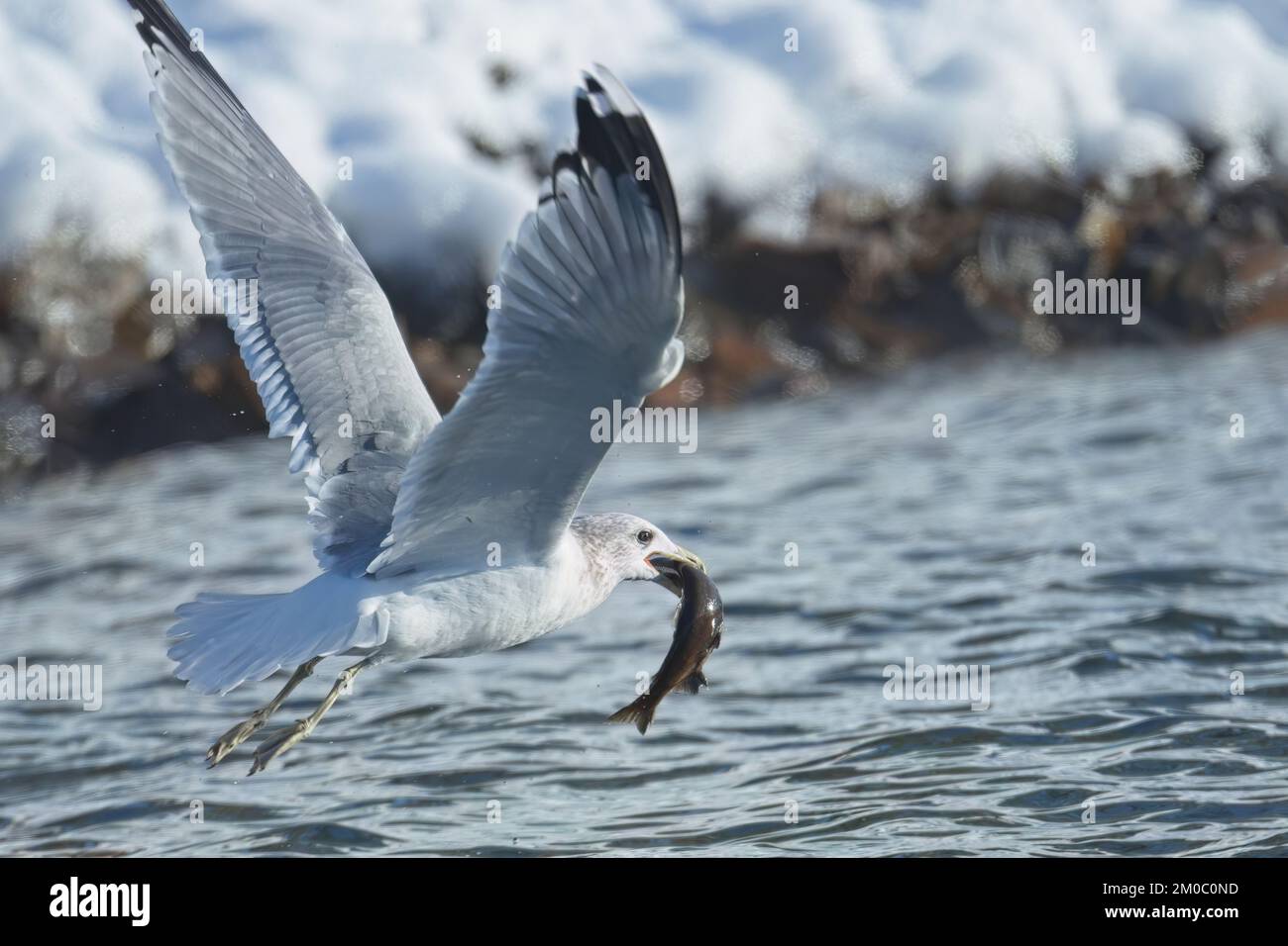 A seagull takes off from the water after catching a fish in its beak in ...