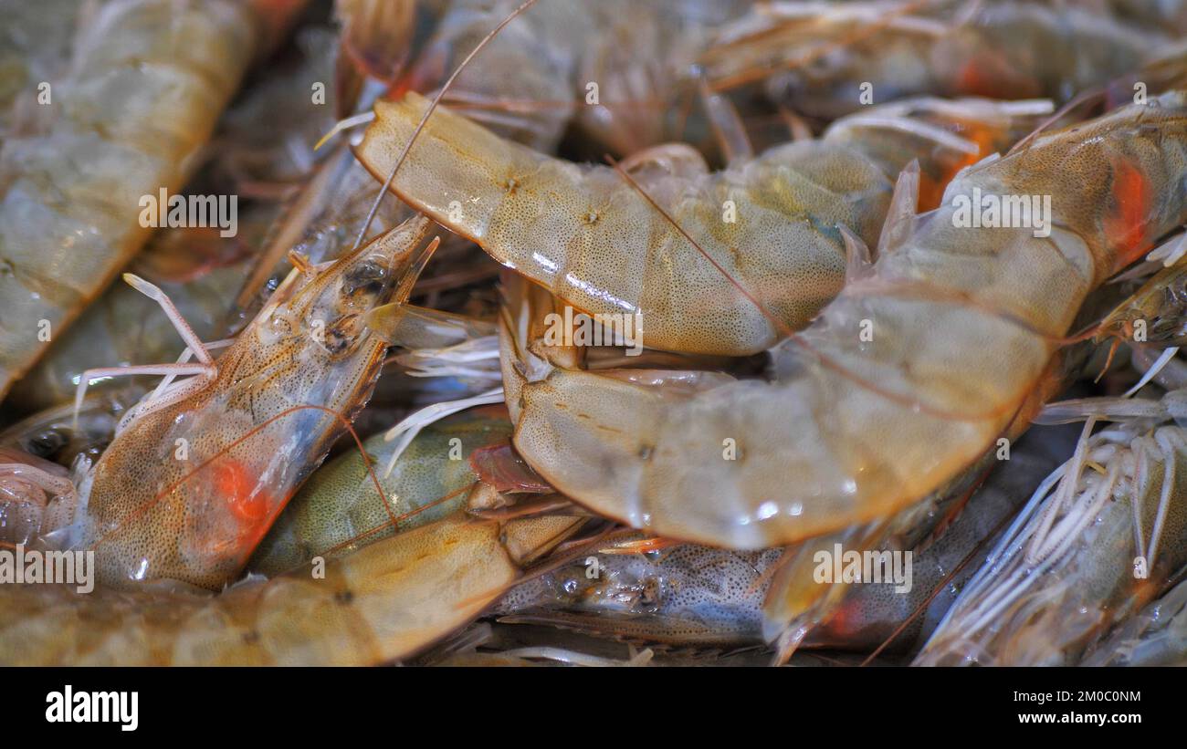 Healthy Seafood, Fresh Shrimp, Fish, Macro. Lots Of Shrimp Are Spinning ...