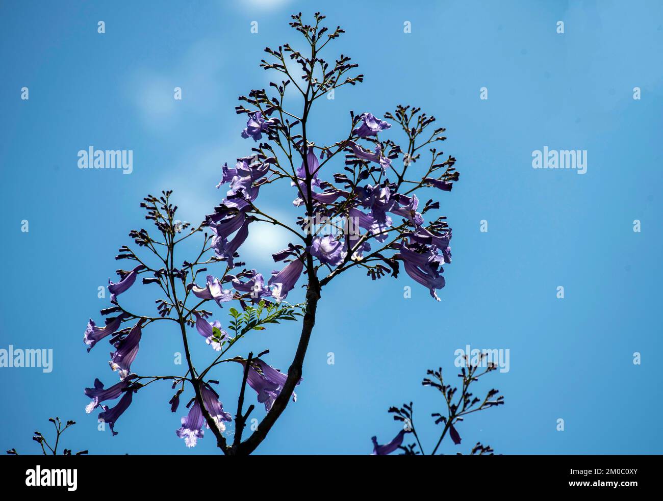 Beautiful deep purple flowers on blooming jacaranda tree in Sydney, New ...