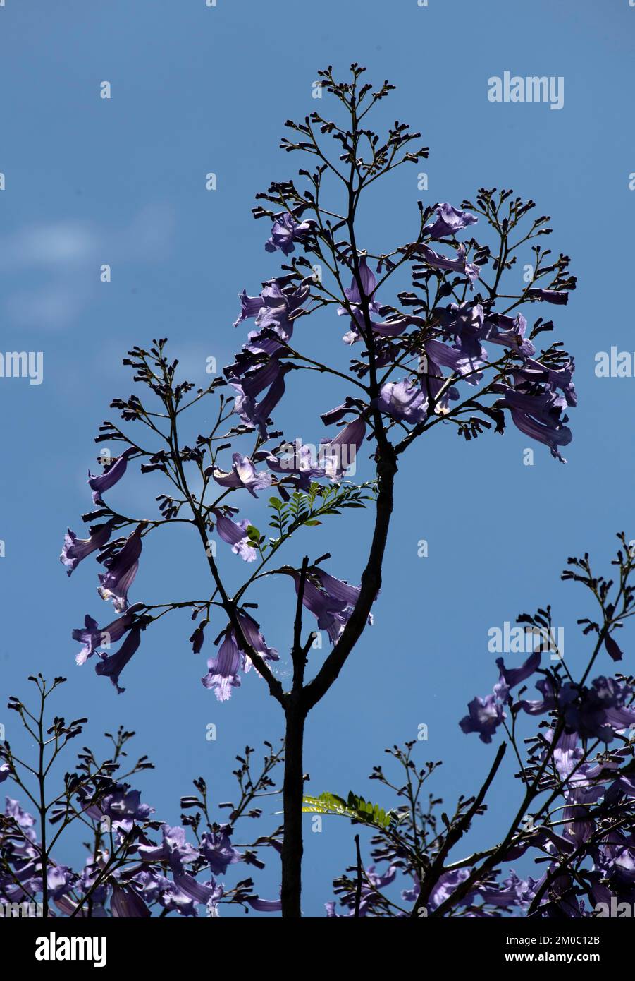 Beautiful purple flowers on blooming jacaranda tree in Sydney, New ...