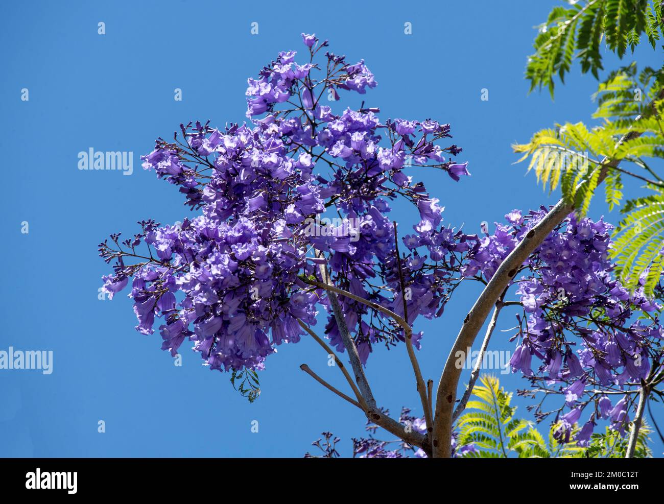 Beautiful purple flowers on blooming jacaranda tree in Sydney, New ...