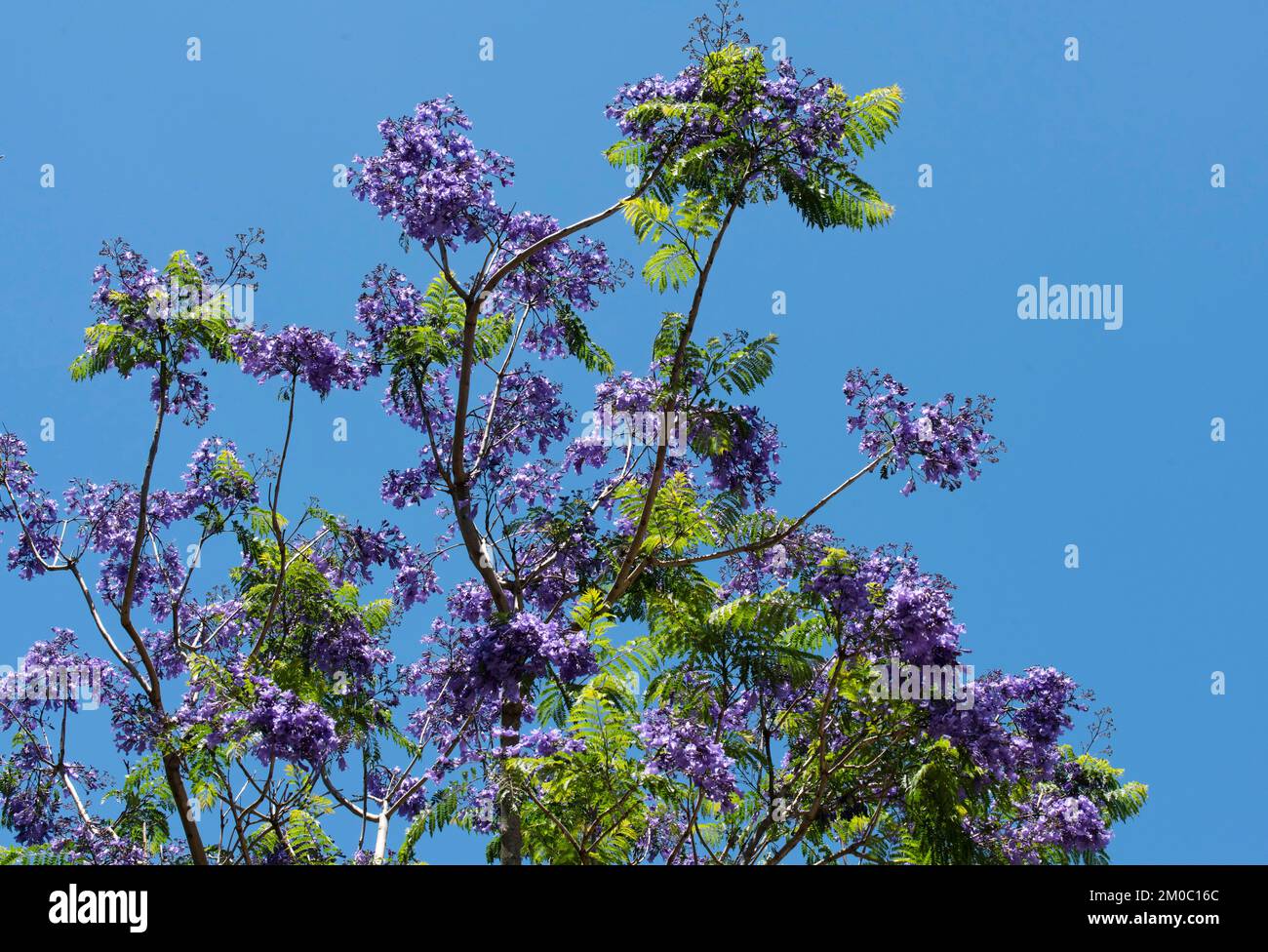 Beautiful purple flowers on blooming jacaranda tree in Sydney, New ...