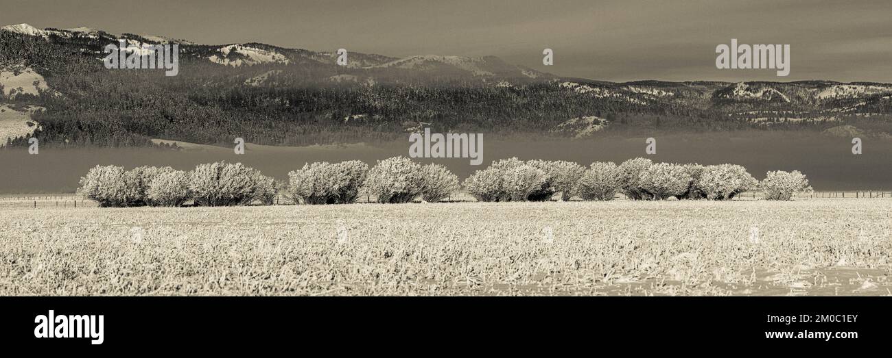 A panoramic grayscale view of snow-covered bushes with foggy mountains ...