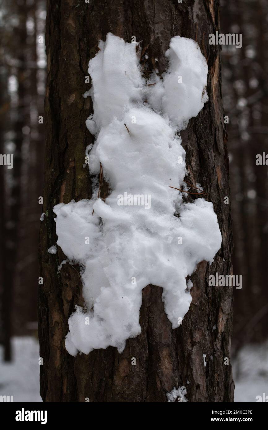 photo figure of a rabbit made on a tree from the snow in the woods ...