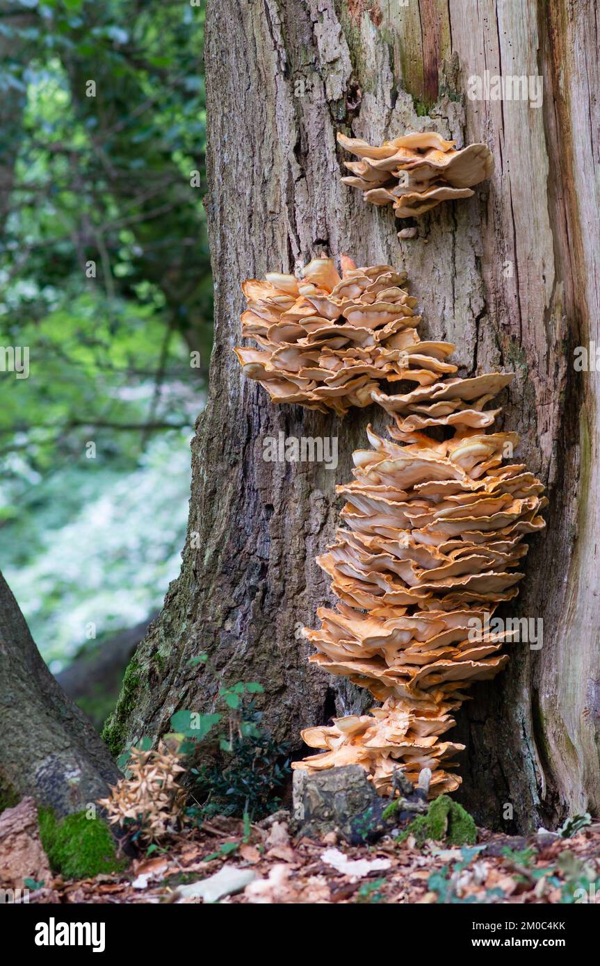 "Hen of the Woods' bracket fungus Stock Photo - Alamy