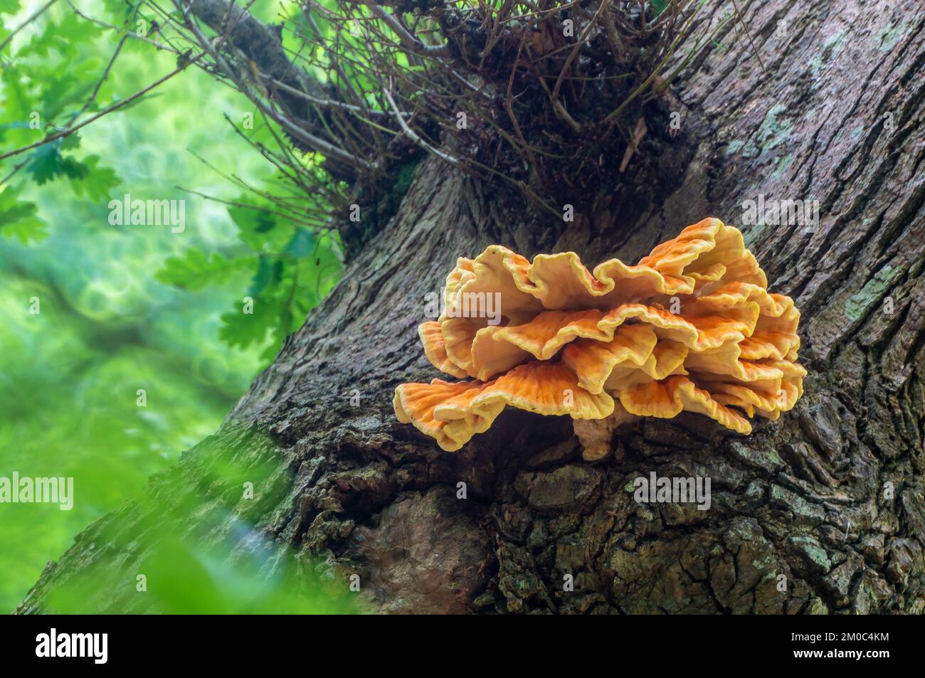 'Chicken of the Woods' bracket fungus on an Oak Stock Photo - Alamy
