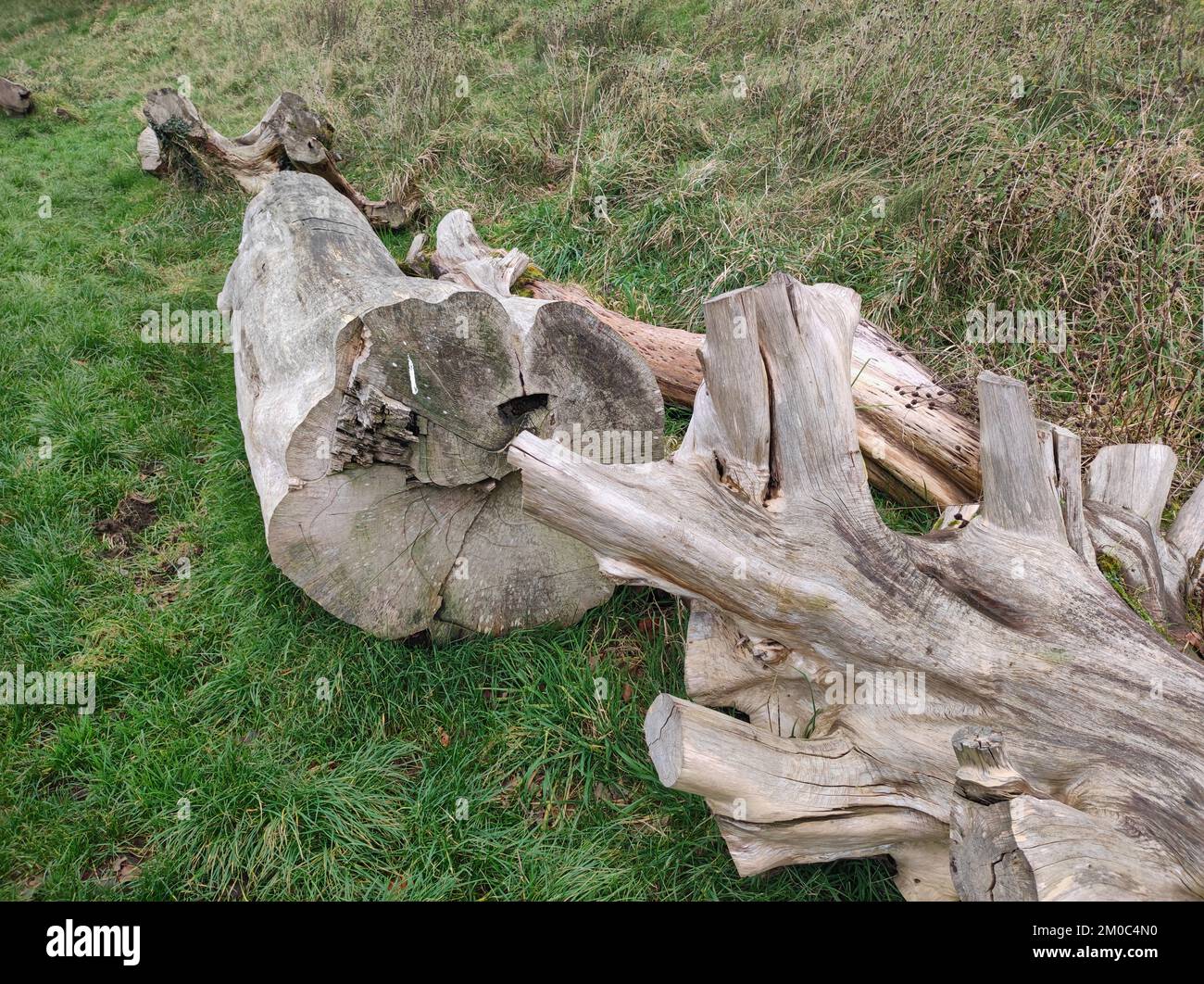 Two white dead trees cut down in the meadow Stock Photo - Alamy