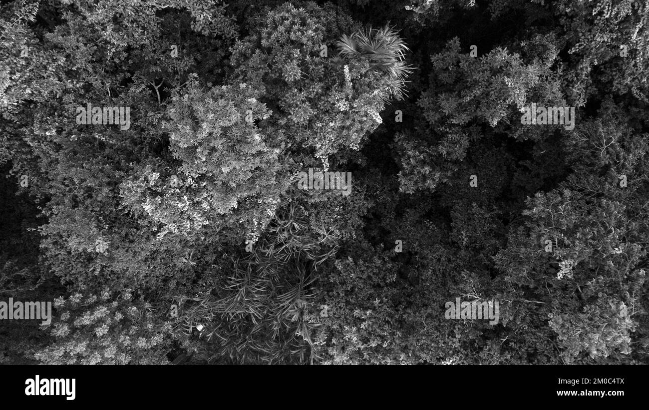 A top view of a beautiful forest in Carmen, Mexico Stock Photo - Alamy