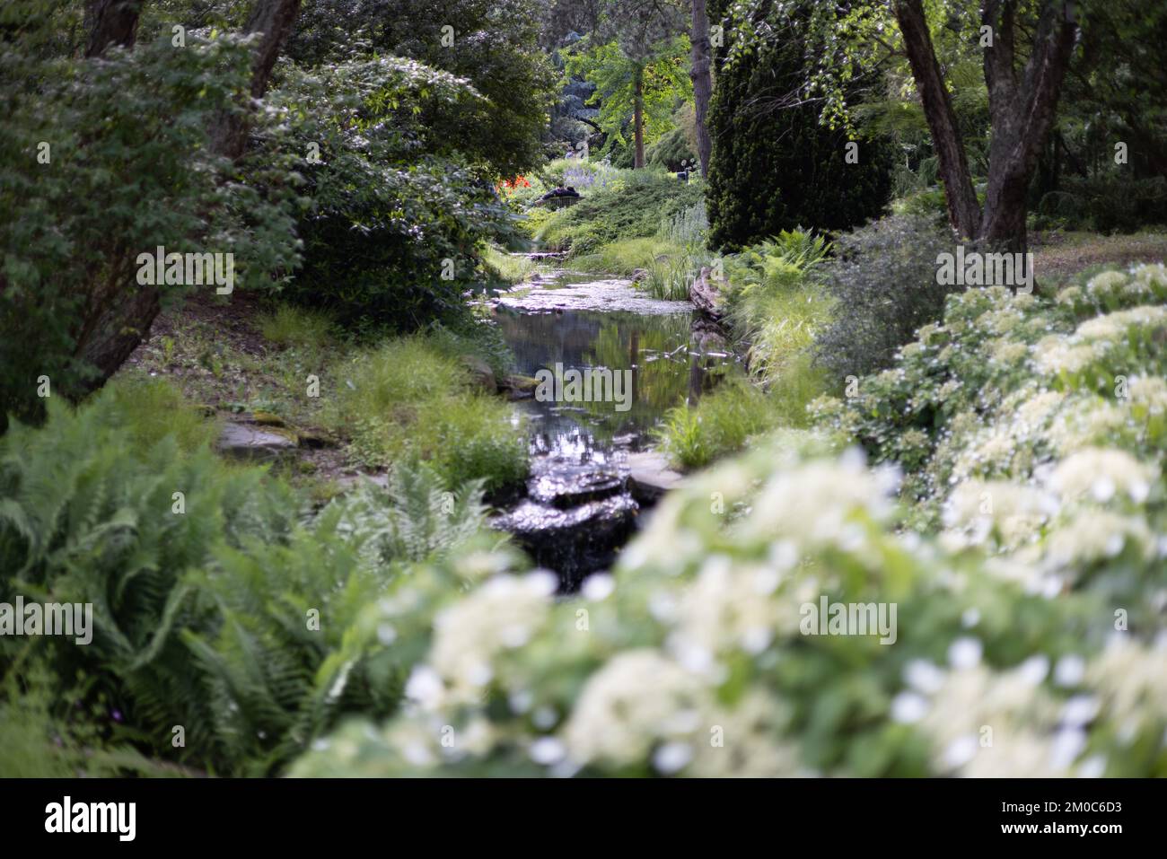 A small river parting two riverbanks in Hamburg Loki-Schmidt Garden ...