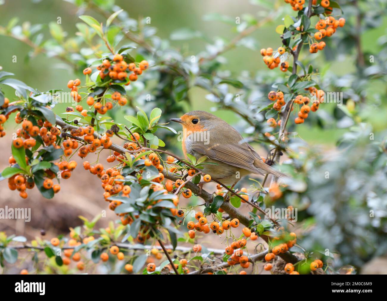 Robin perched on a firethorn tree full of orange berries Stock Photo ...