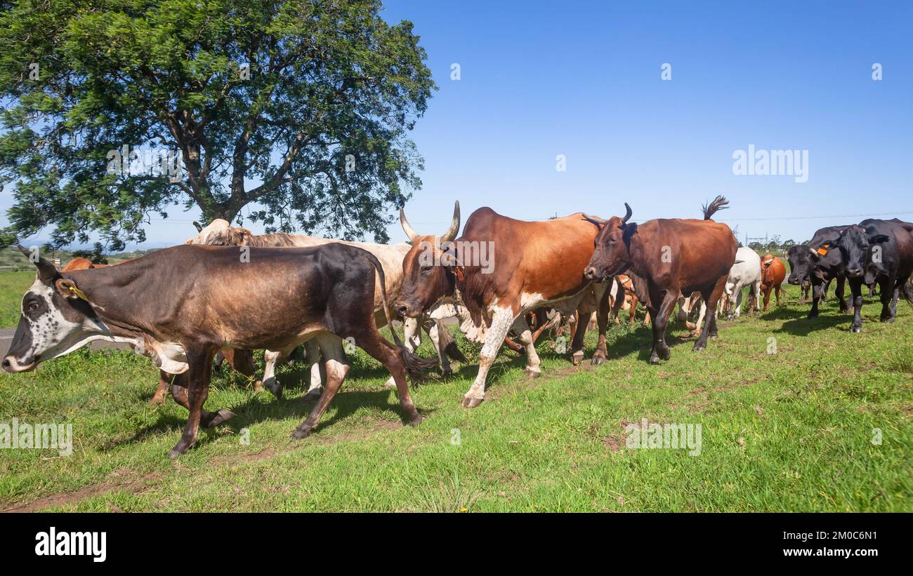 Cattle farm animals of cows bulls been herded down roadside summers day ...