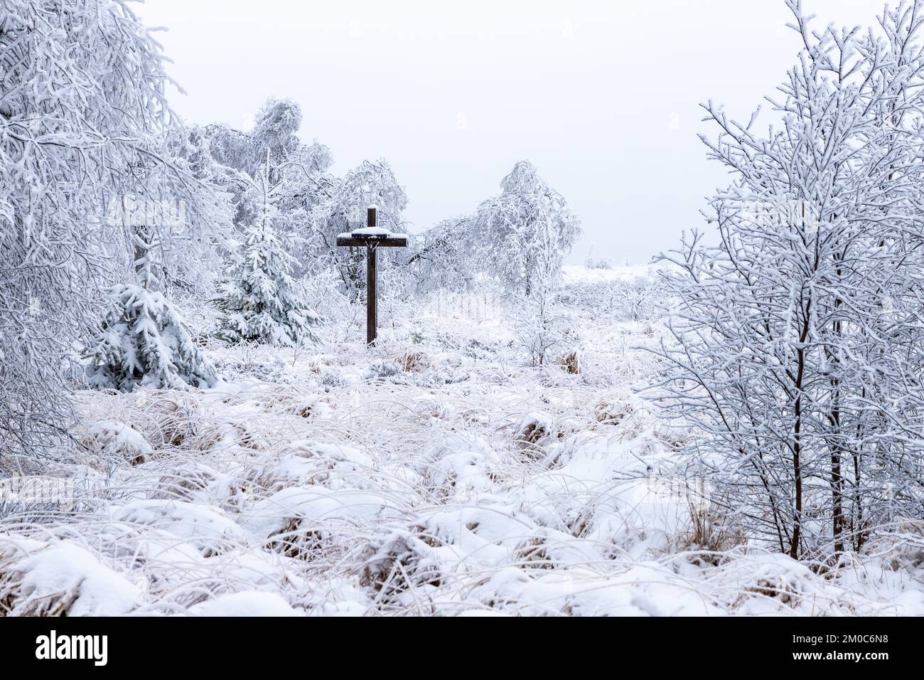 Winter landscape in the high fens in the Belgium Ardennes. A unique ...