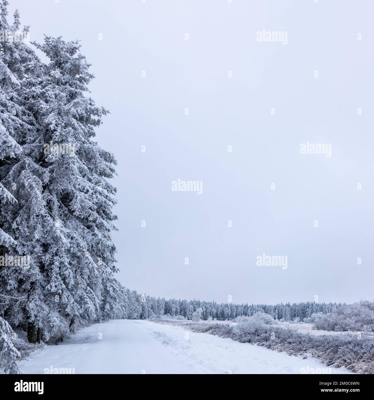 Winter landscape in the high fens in the Belgium Ardennes. A unique ...