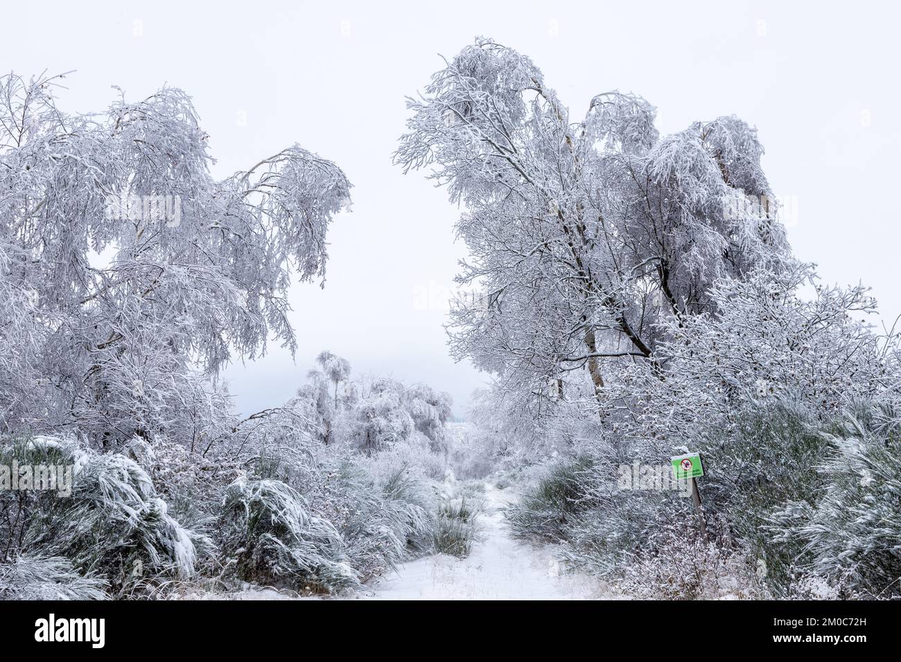 Winter landscape in the high fens in the Belgium Ardennes. A unique ...