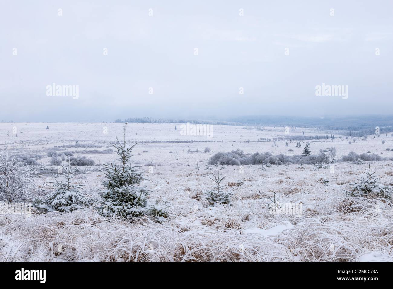 Winter landscape in the high fens in the Belgium Ardennes. A unique ...