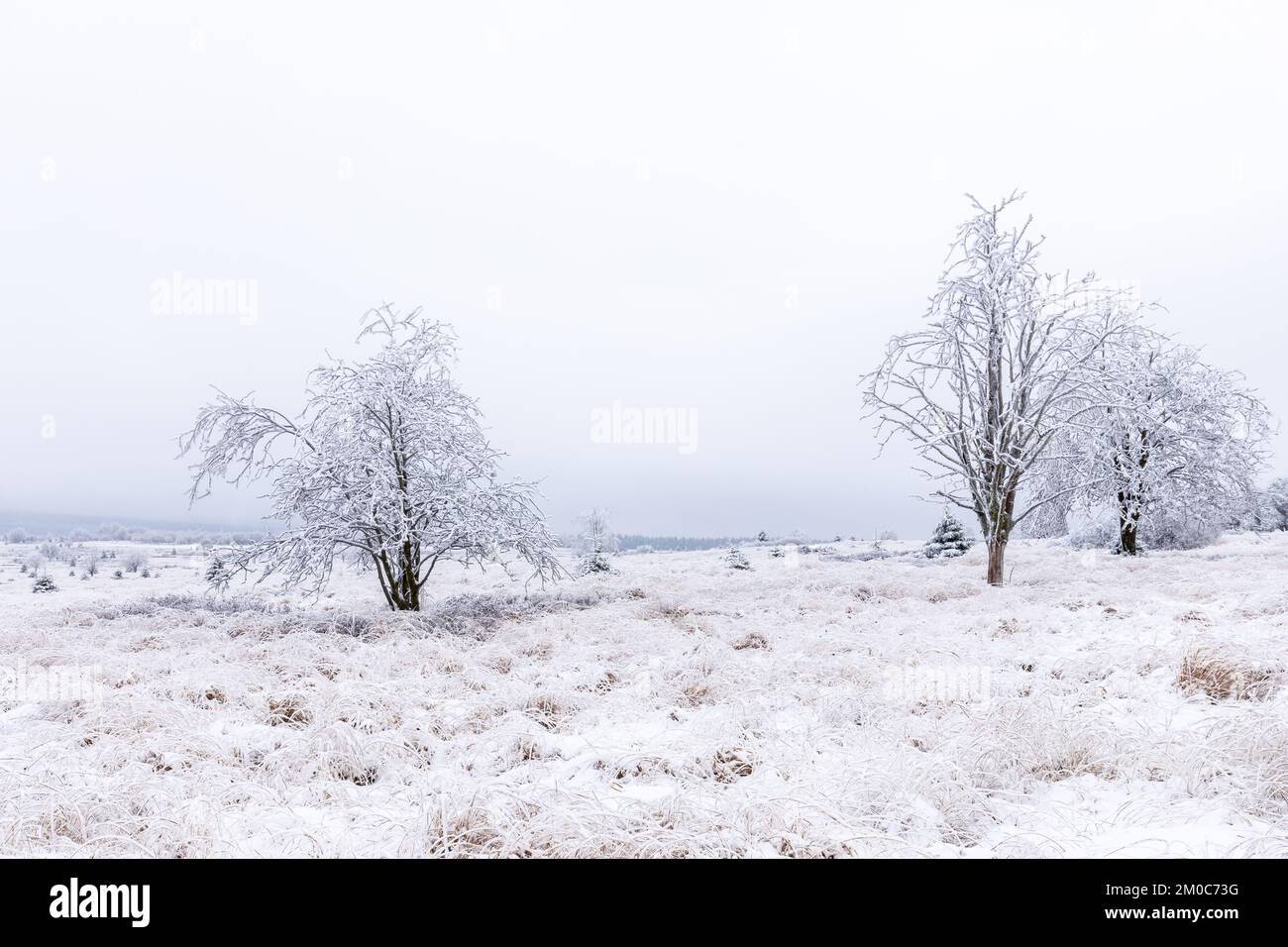 Winter landscape in the high fens in the Belgium Ardennes. A unique ...