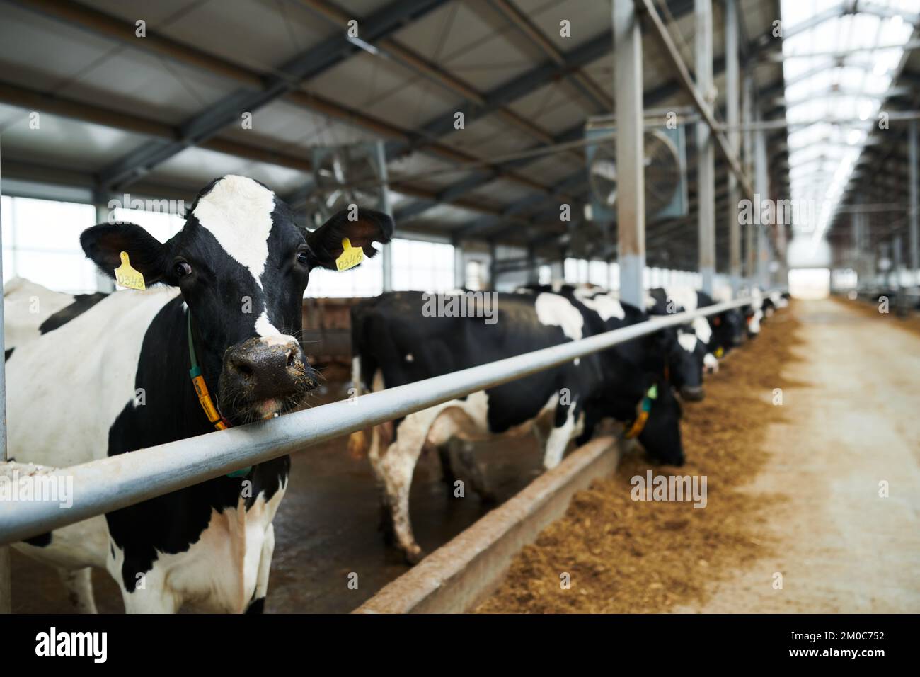 Selective focus on black-and-white milk cow looking at camera while ...