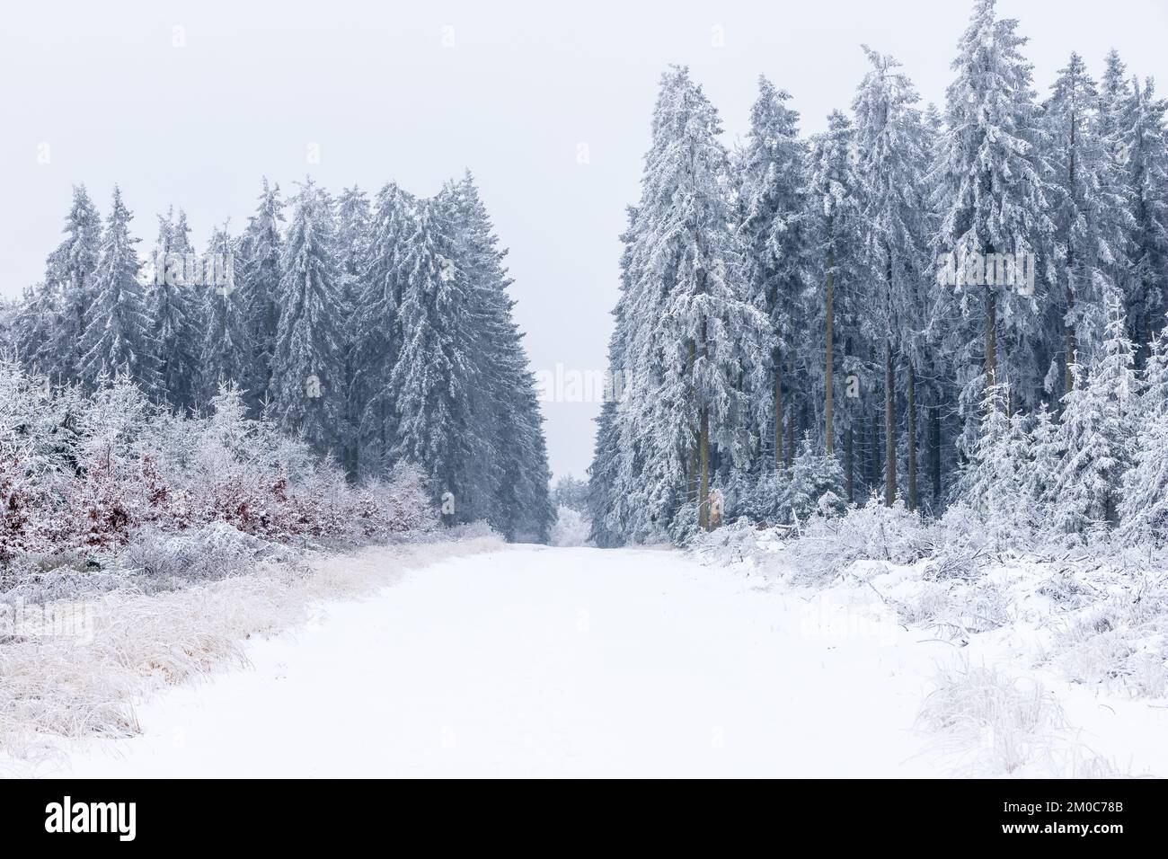Winter landscape in the high fens in the Belgium Ardennes. A unique ...