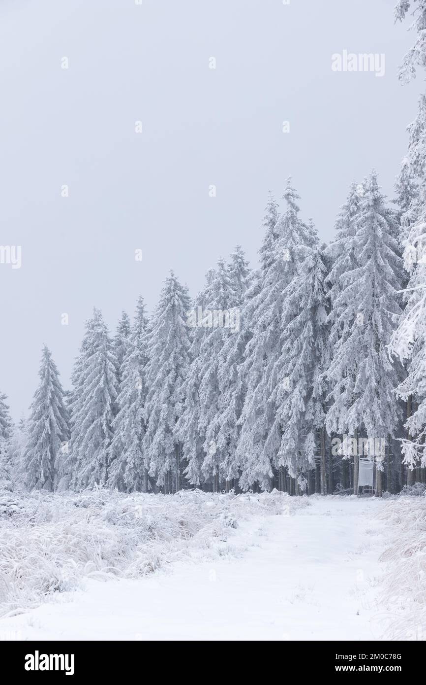 Winter landscape in the high fens in the Belgium Ardennes. A unique ...