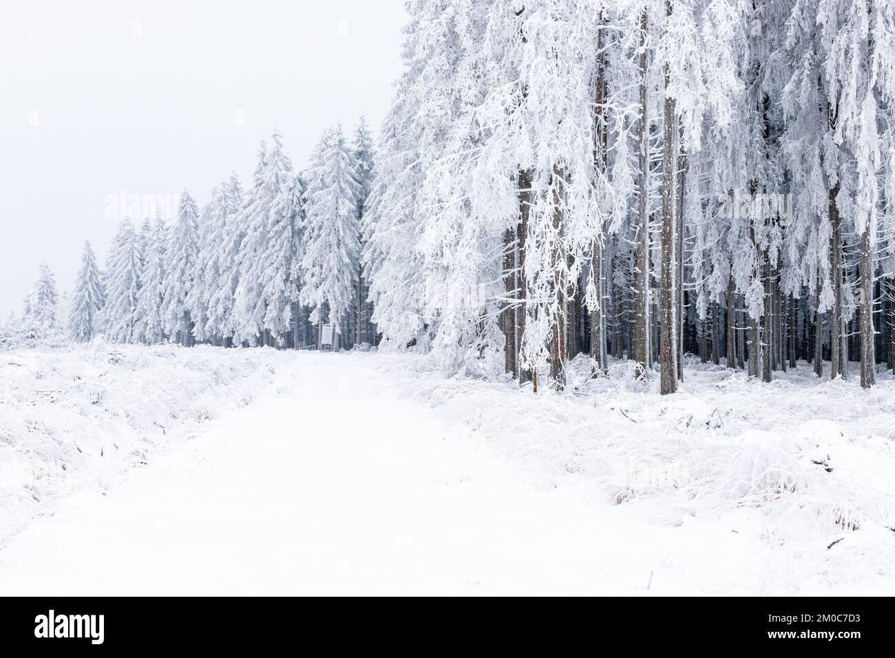 Winter landscape in the high fens in the Belgium Ardennes. A unique ...
