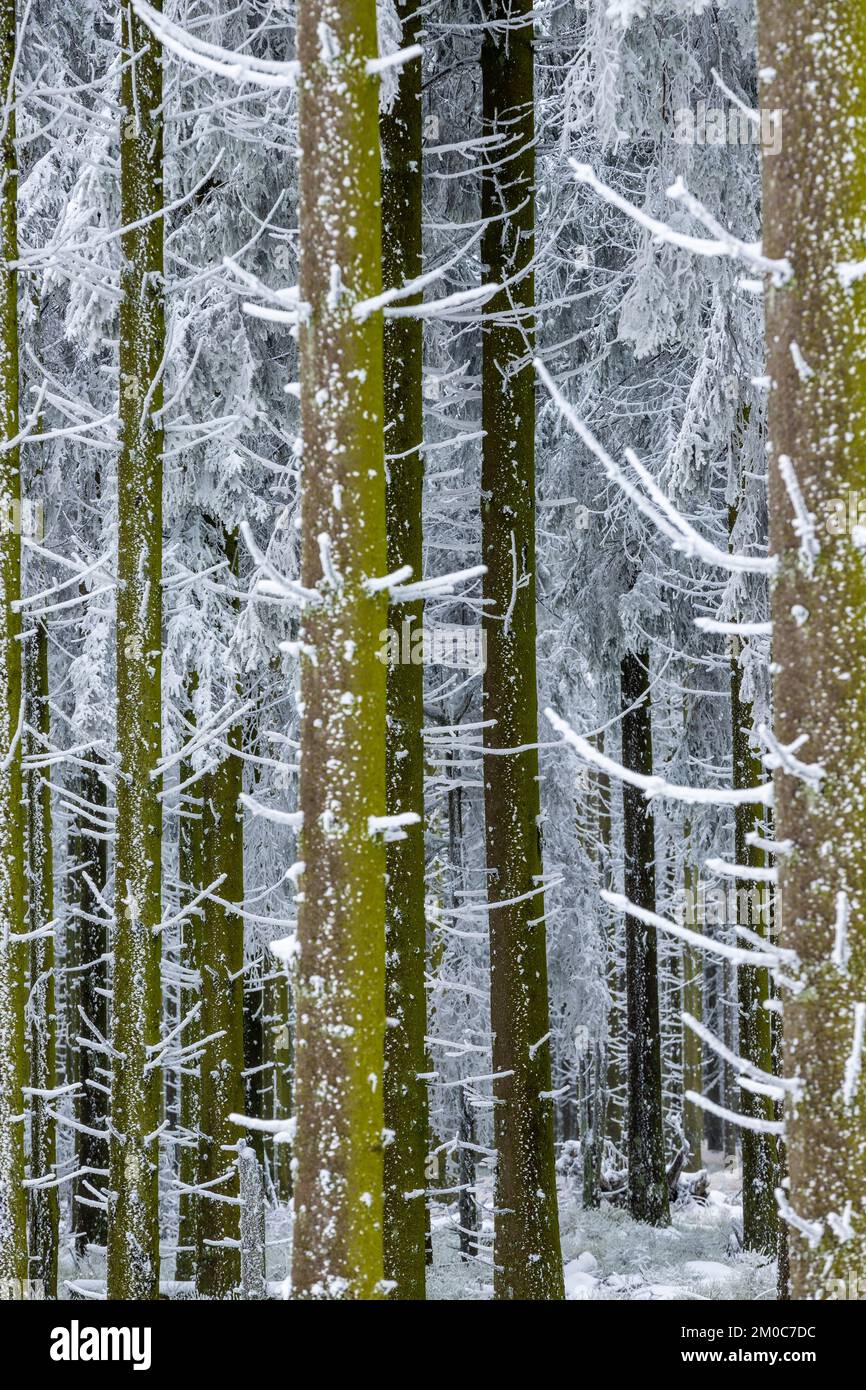Winter landscape in the high fens in the Belgium Ardennes. A unique ...